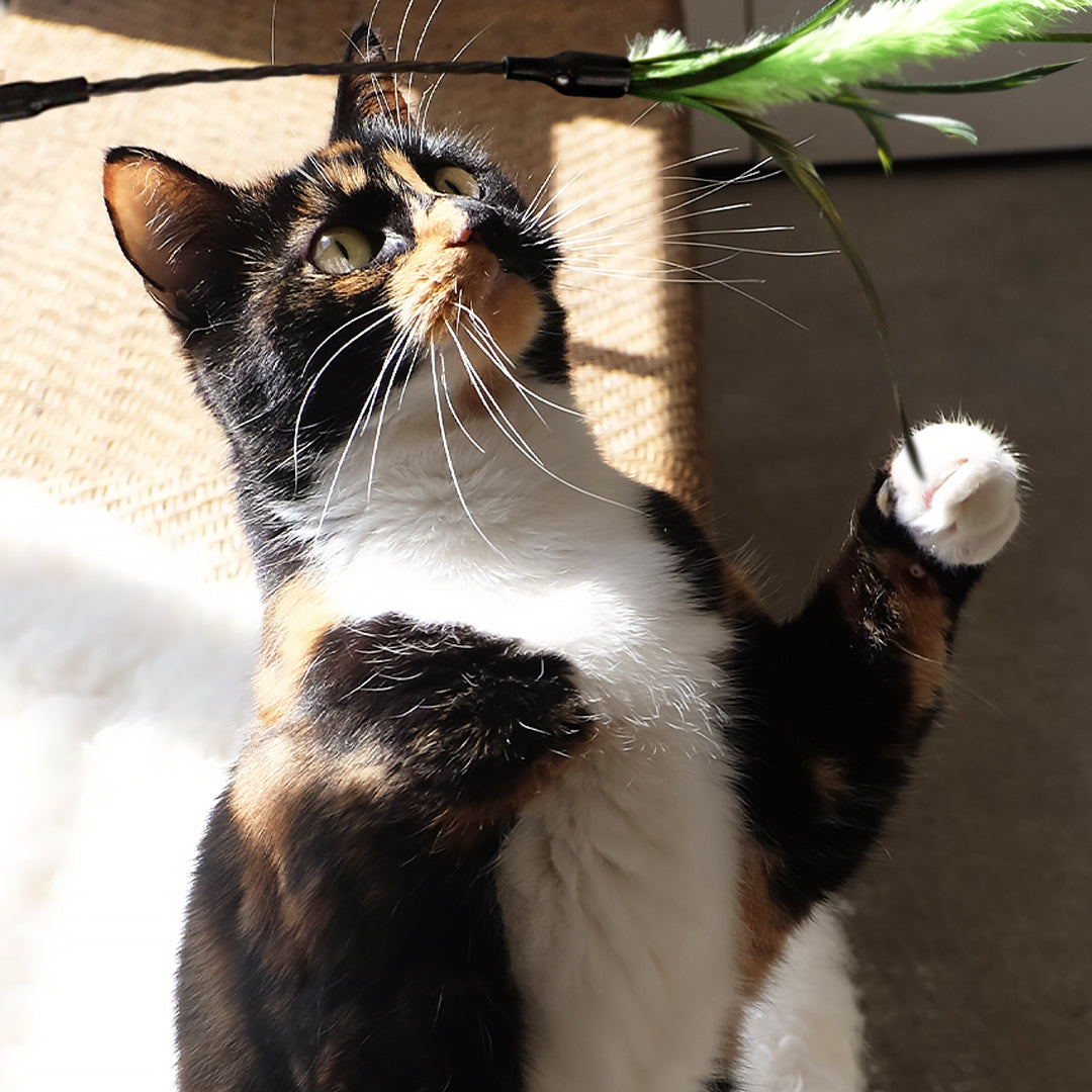 Cat Teasers & Wands: USA & German Delights!