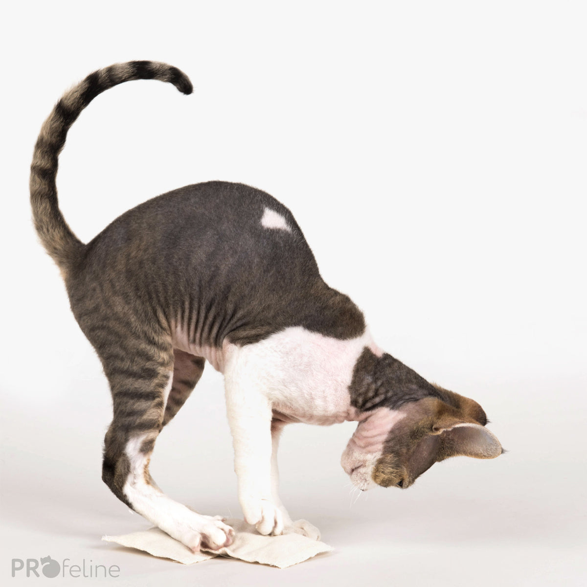 Organic Catnip Refill: Irresistible Fragrance Cats Love
