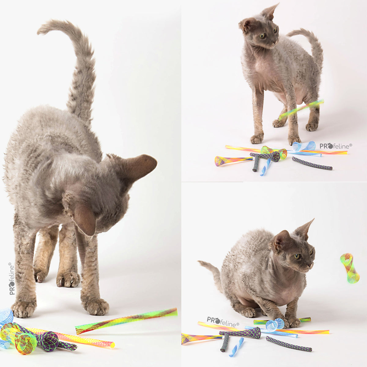 Kitty Boink: The Ultimate Cat Spring Toy for Solo & Interactive Play