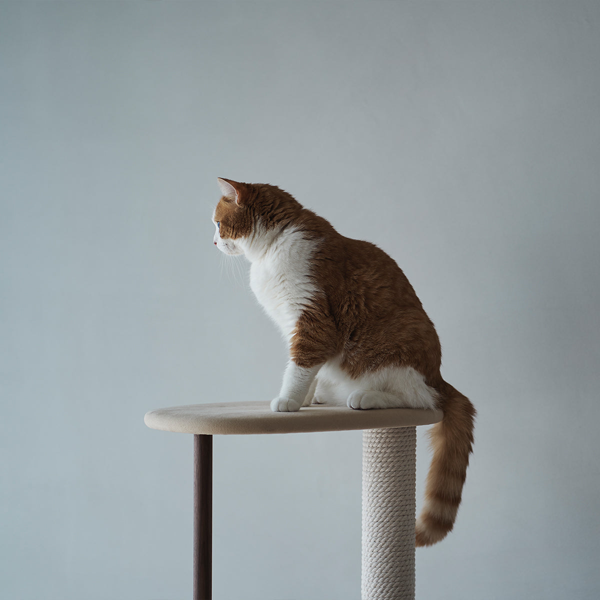 Stylish & Practical: Luxury Wooden Cat Tree in Australia by Karimoku Cat