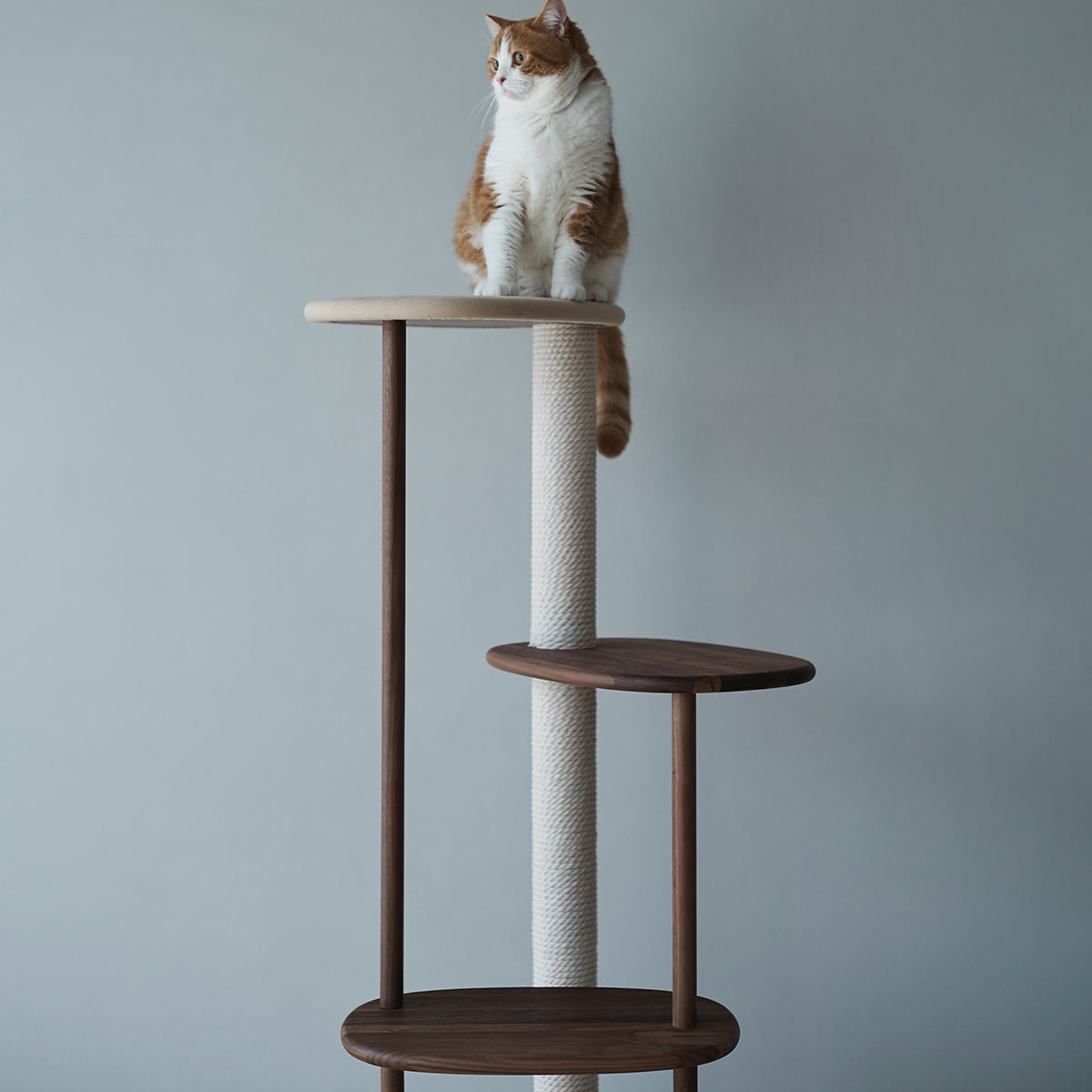 Stylish & Practical: Luxury Wooden Cat Tree in Australia by Karimoku Cat