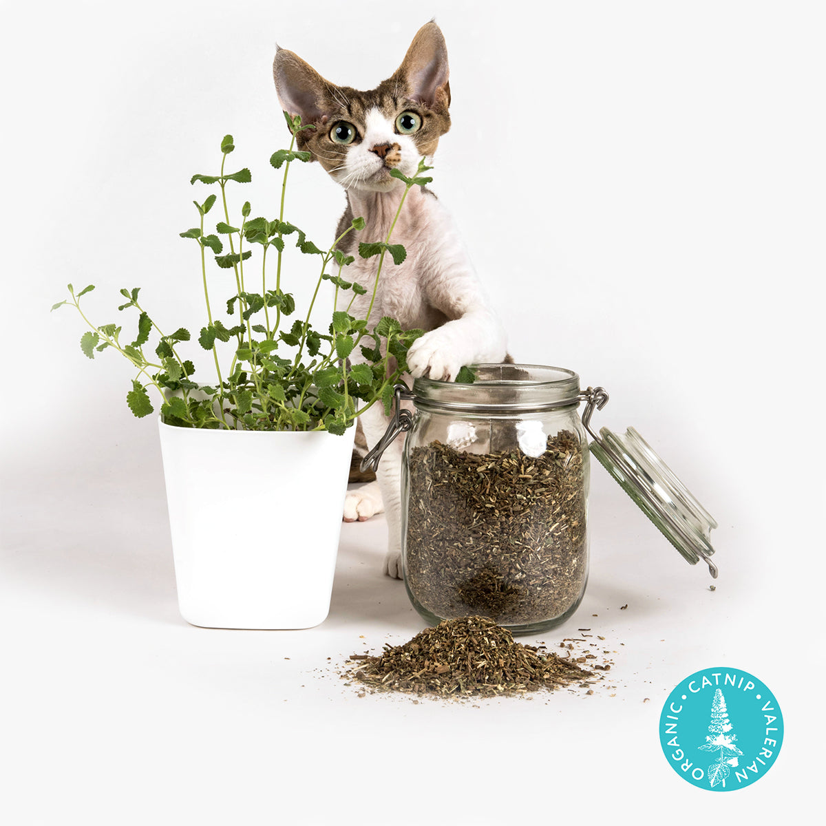 Organic Catnip Refill: Irresistible Fragrance Cats Love